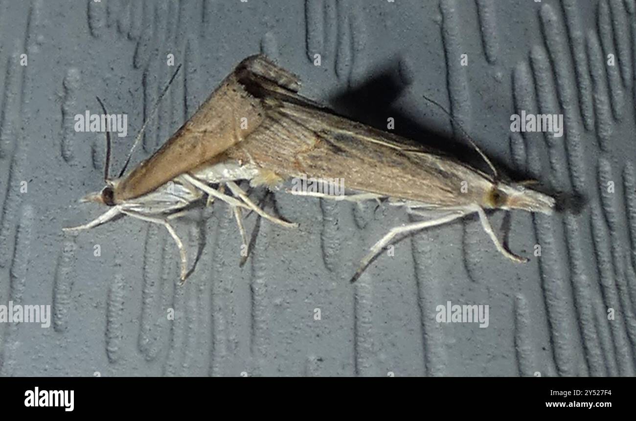 Bluegrass Webworm Moth (Parapediasia teterrellus) Insecta Stock Photo ...
