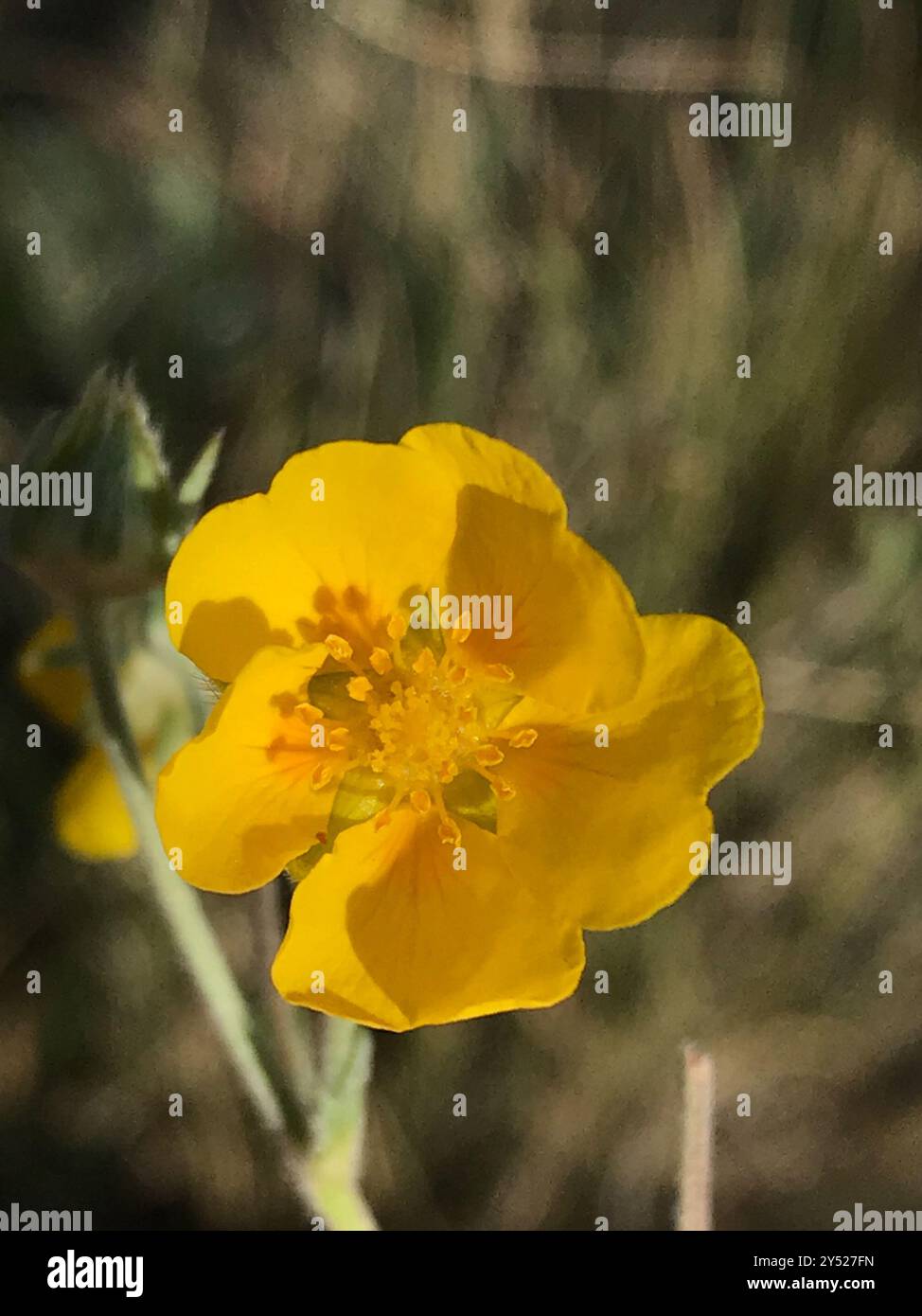 slender cinquefoil (Potentilla gracilis) Plantae Stock Photo - Alamy