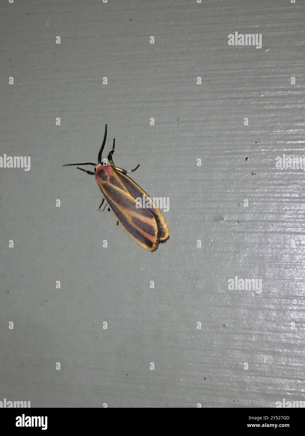 Painted Lichen Moth (Hypoprepia fucosa) Insecta Stock Photo - Alamy