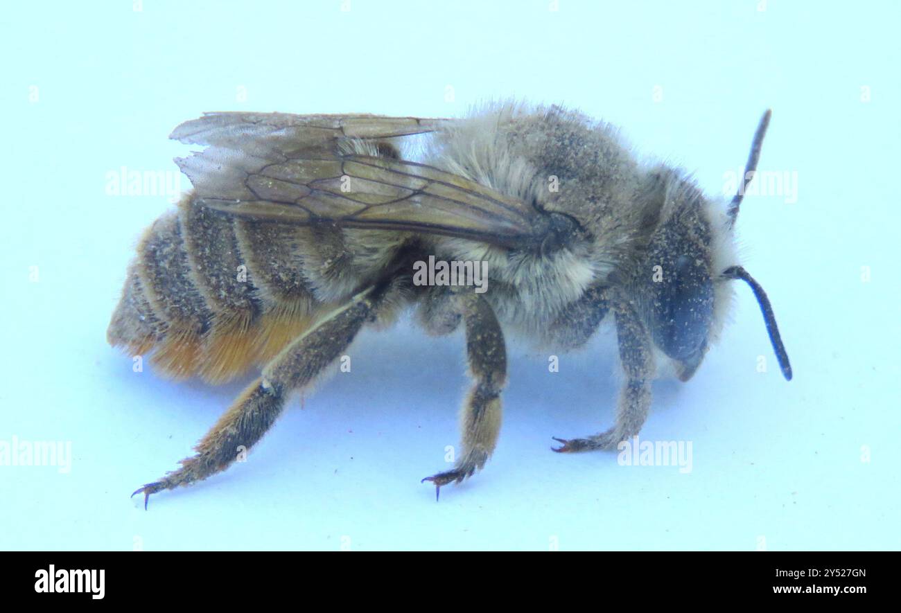 Western Leafcutter Bee (Megachile perihirta) Insecta Stock Photo - Alamy