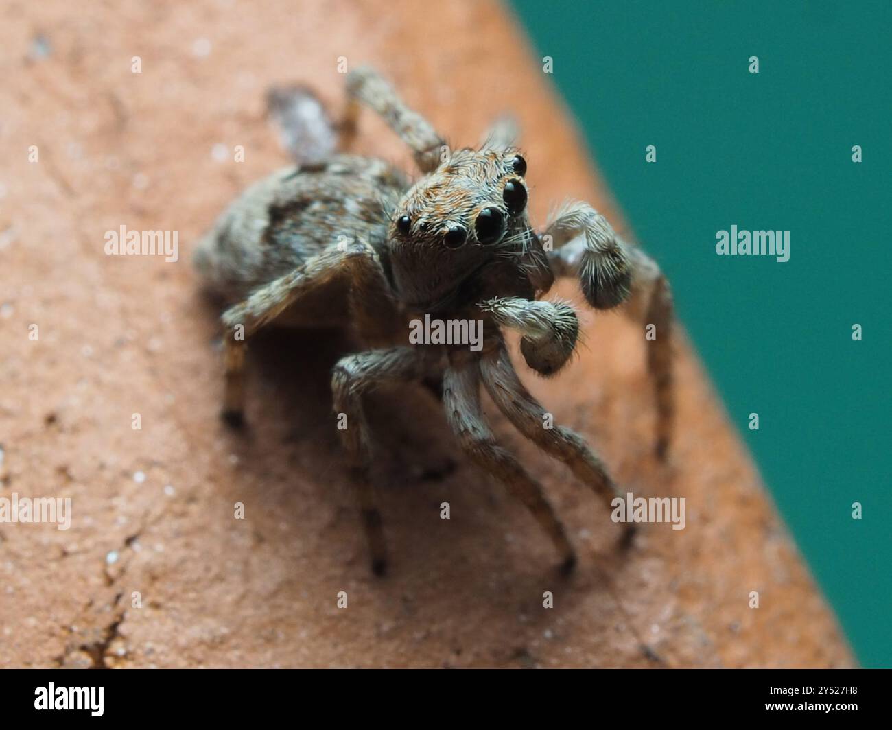 Asiatic Wall Jumping Spider (Attulus fasciger) Arachnida Stock Photo ...