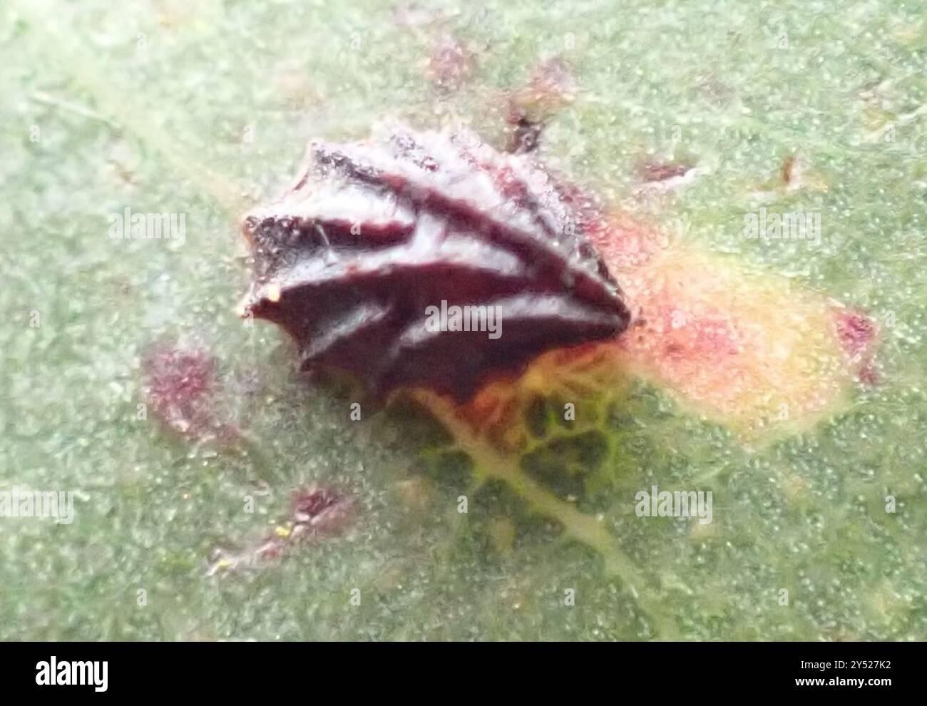 Shell Lerp Psyllids (Spondyliaspis) Insecta Stock Photo - Alamy
