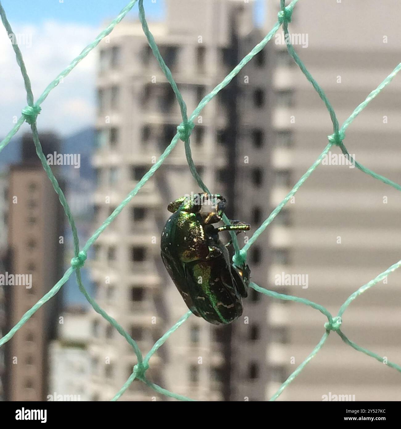 Oriental Flower Beetle (Protaetia orientalis) Insecta Stock Photo - Alamy