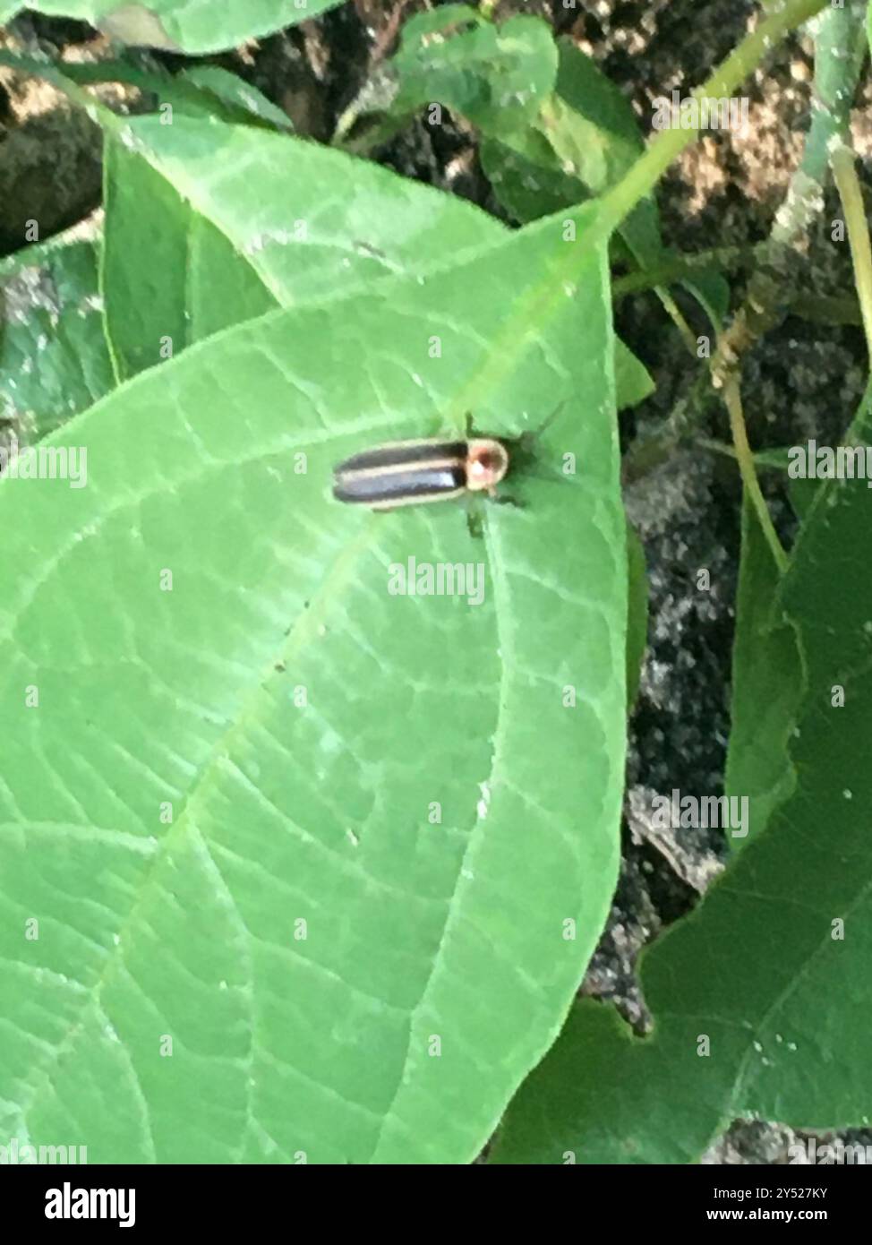 Common Eastern Firefly (Photinus pyralis) Insecta Stock Photo - Alamy