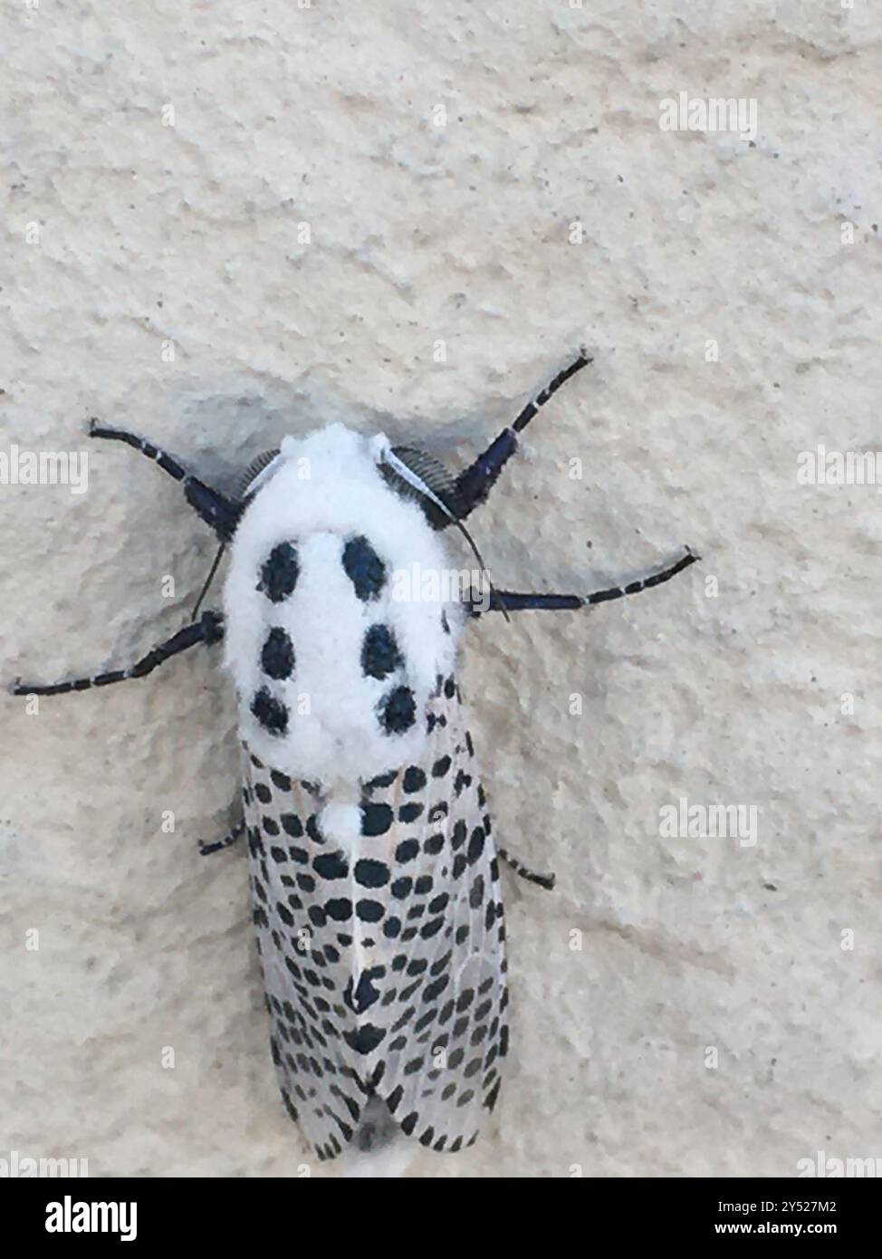 Wood Leopard Moth (Zeuzera pyrina) Insecta Stock Photo - Alamy