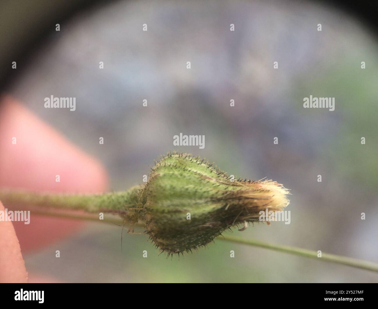 Spotted Hawkweed (Hieracium maculatum) Plantae Stock Photo - Alamy