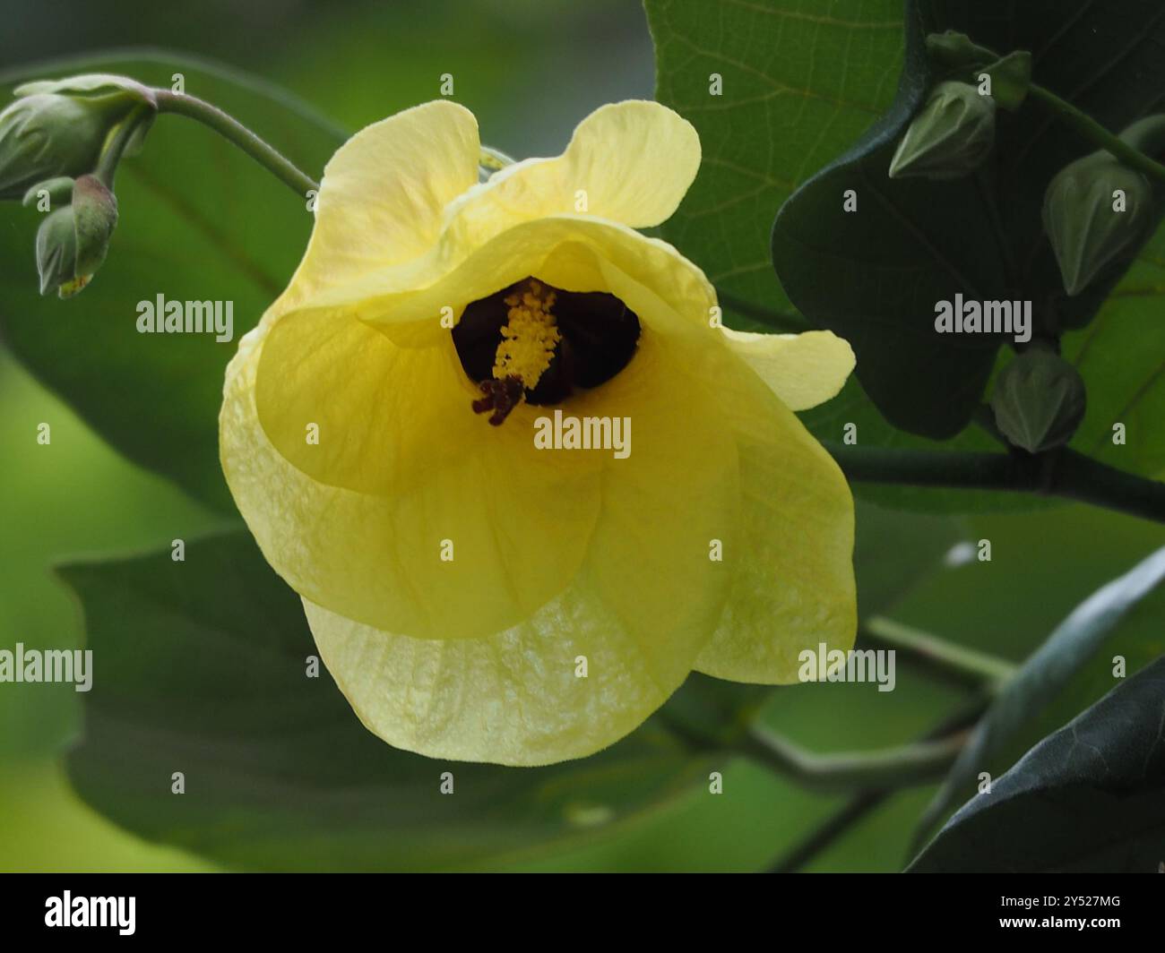 sea hibiscus (Hibiscus tiliaceus) Plantae Stock Photo - Alamy