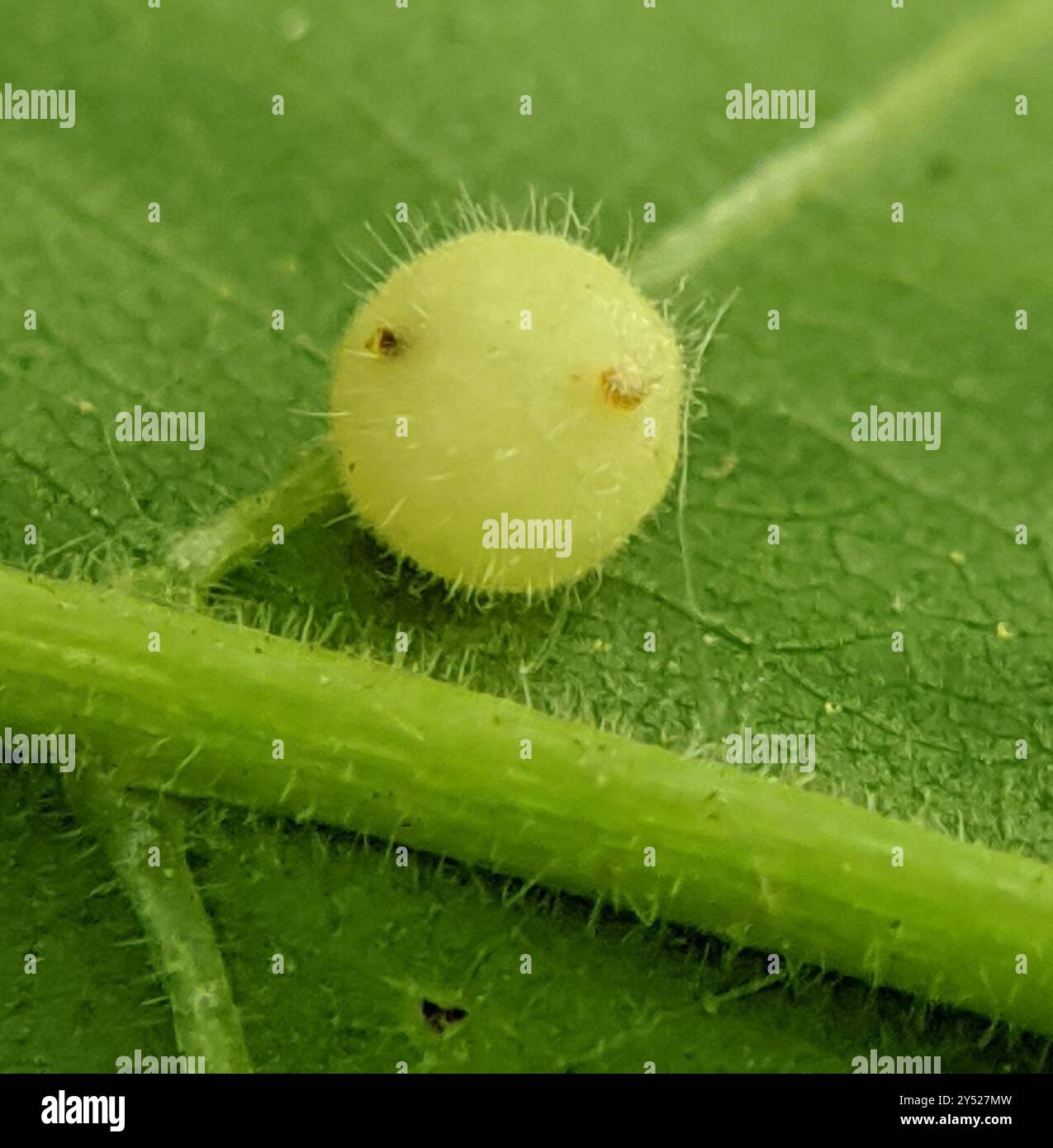 Hickory Fuzzy Ginger Jar Gall Midge (Caryomyia cilidolium) Insecta ...