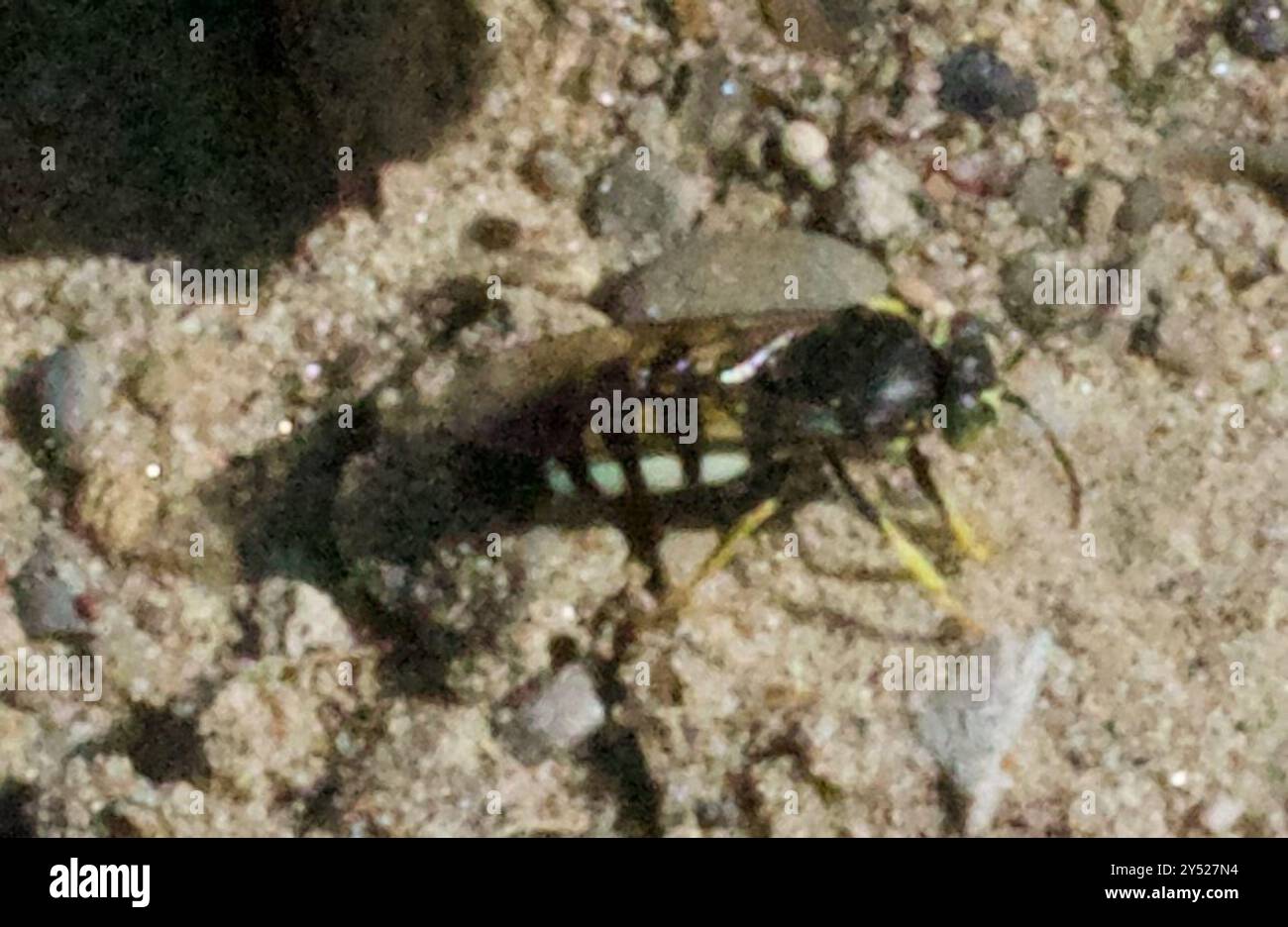 Four-banded Stink Bug Wasp (Bicyrtes quadrifasciatus) Insecta Stock ...