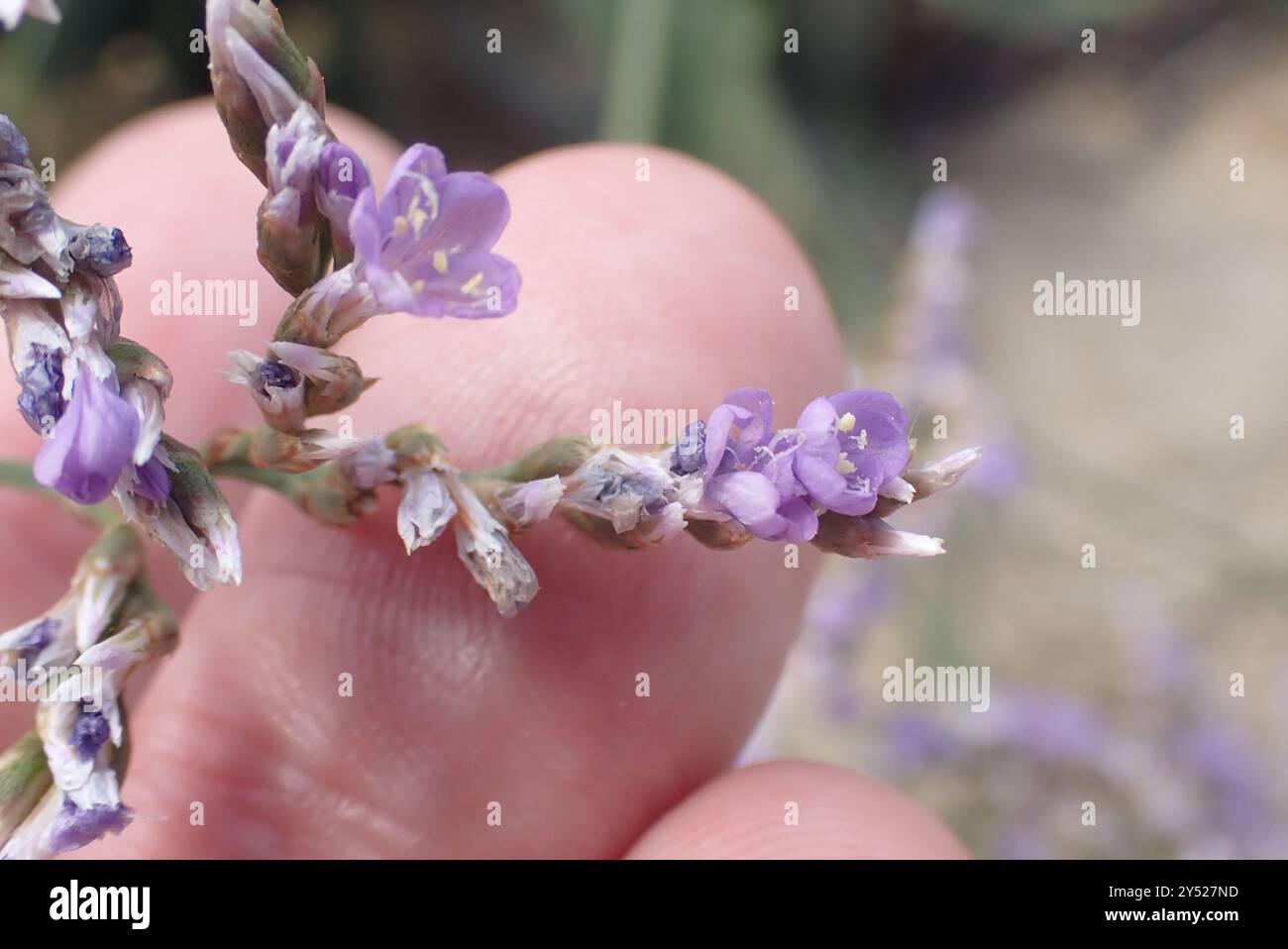 Lax-flowered Sea-lavender (Limonium humile) Plantae Stock Photo - Alamy