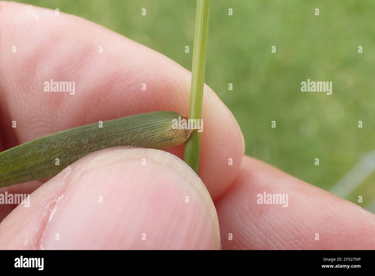 false rye barley (Hordeum secalinum) Plantae Stock Photo - Alamy