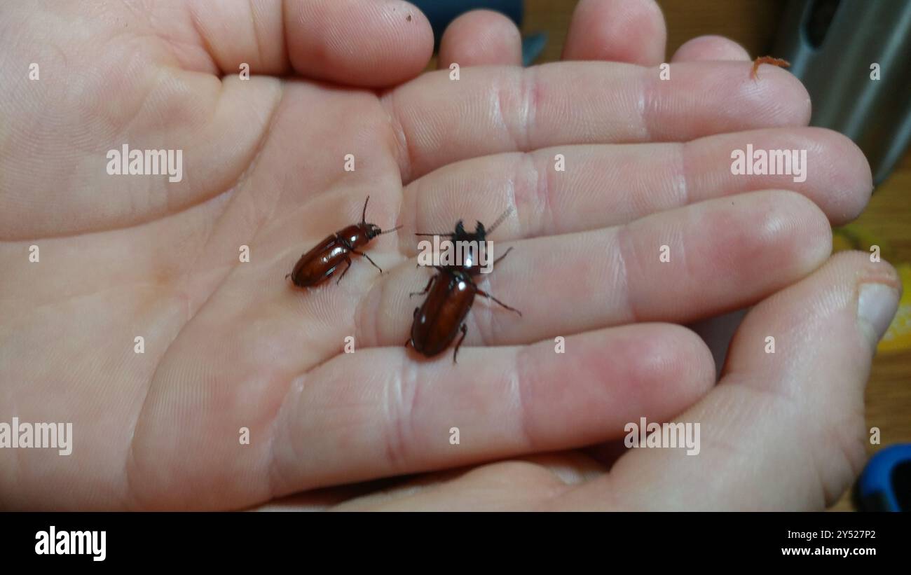 Pole Borer (Neandra brunnea) Insecta Stock Photo - Alamy