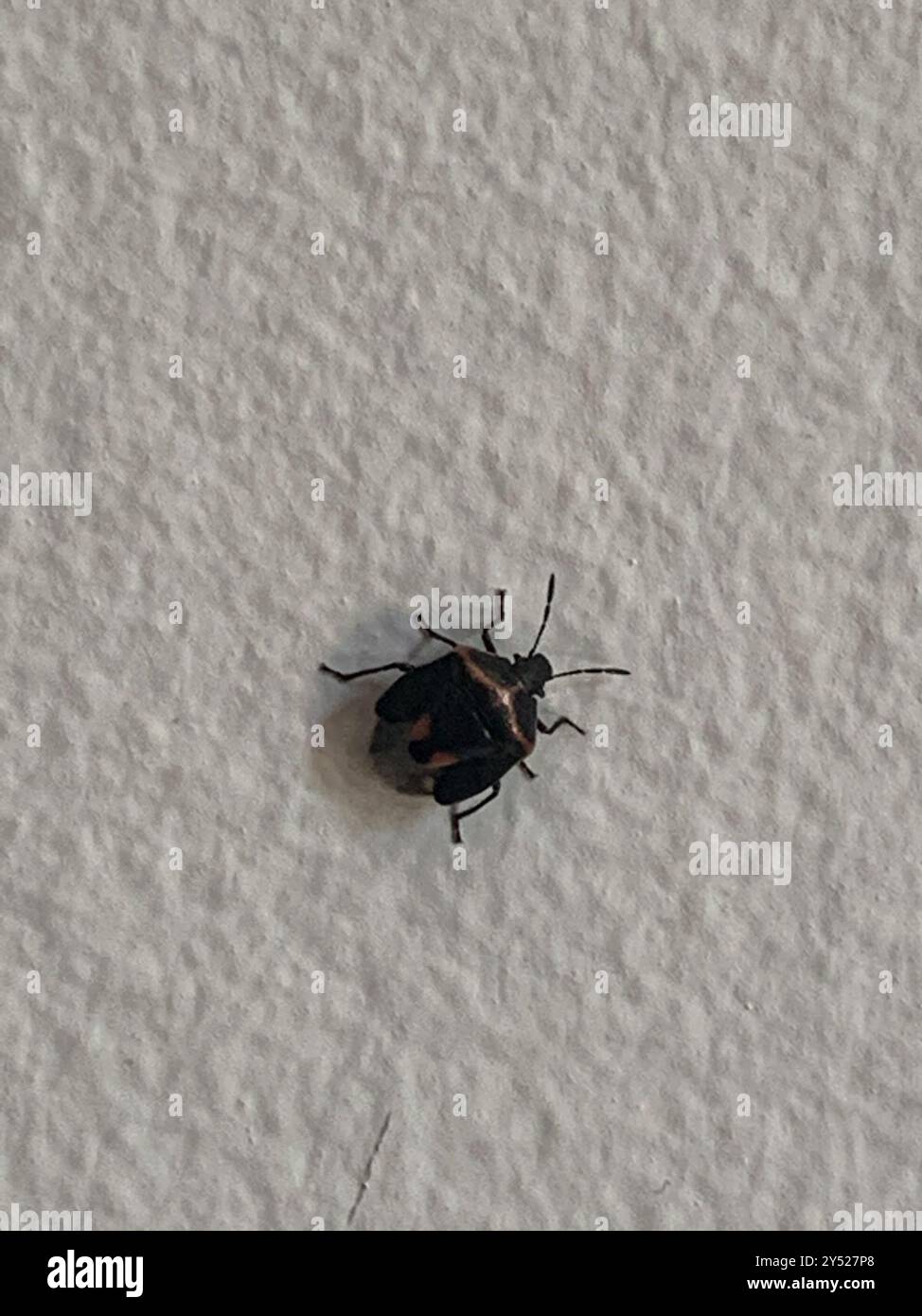 Twice-stabbed Stink Bug (Cosmopepla lintneriana) Insecta Stock Photo ...