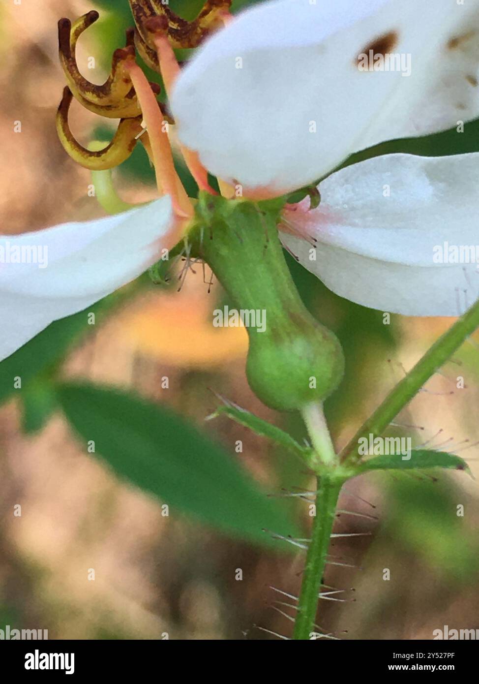 Maryland meadowbeauty (Rhexia mariana) Plantae Stock Photo - Alamy