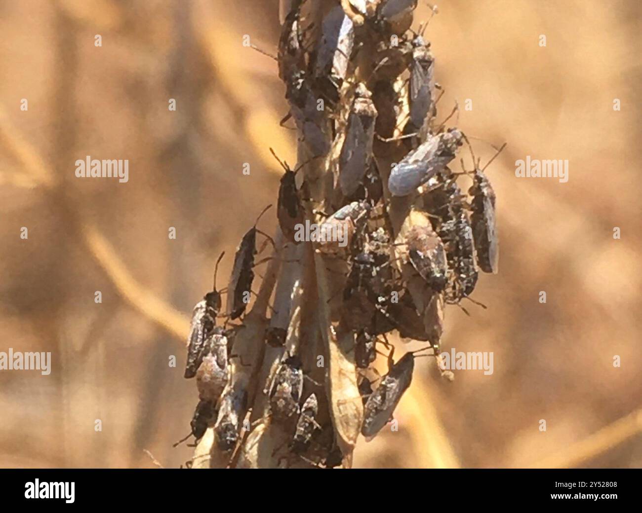 True Bugs, Hoppers, Aphids, and allies (Hemiptera) Insecta Stock Photo ...