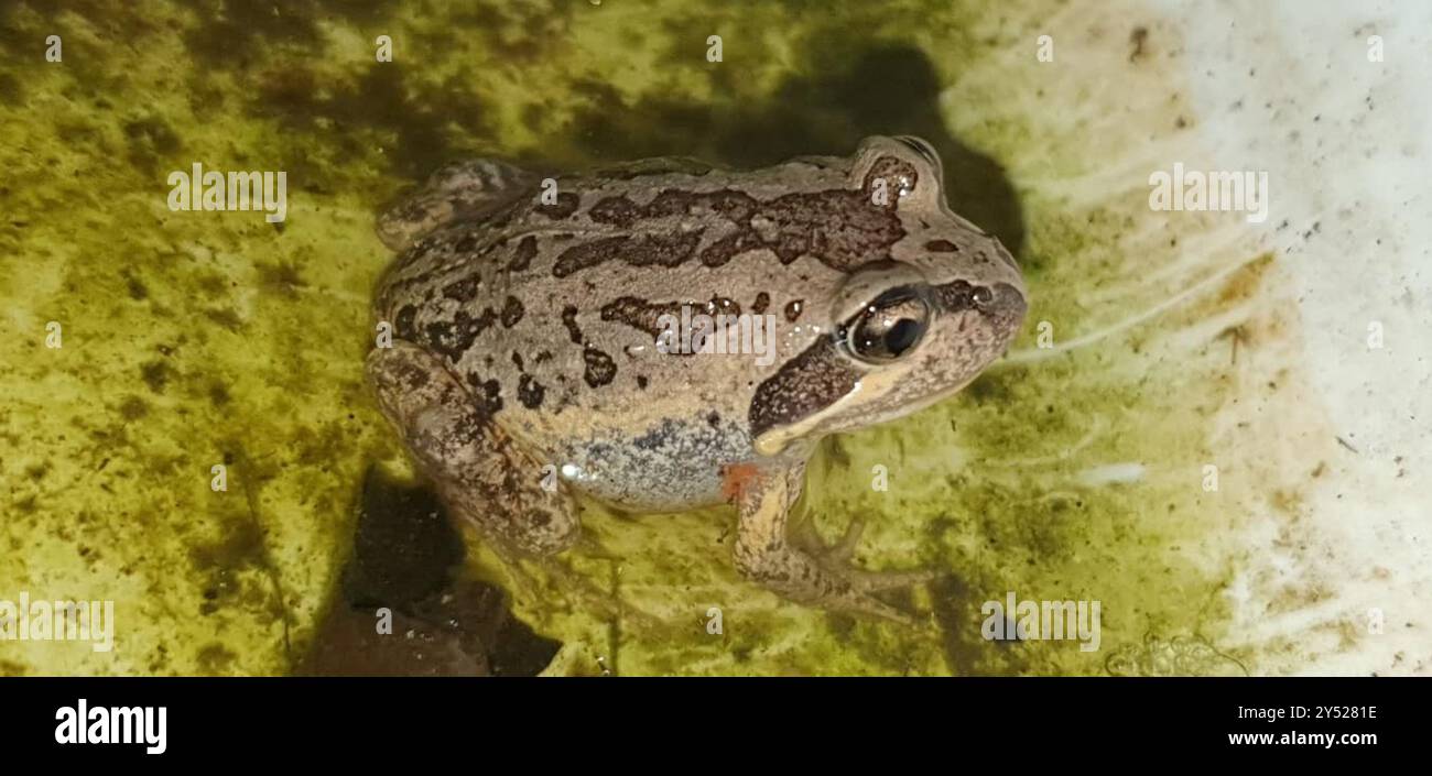 Scarlet-sided Banjo Frog (Limnodynastes grayi) Amphibia Stock Photo - Alamy