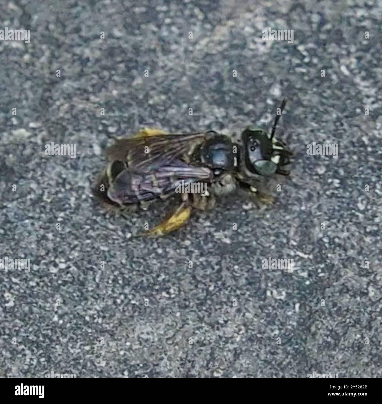 Eastern Miner Bee (Calliopsis andreniformis) Insecta Stock Photo - Alamy