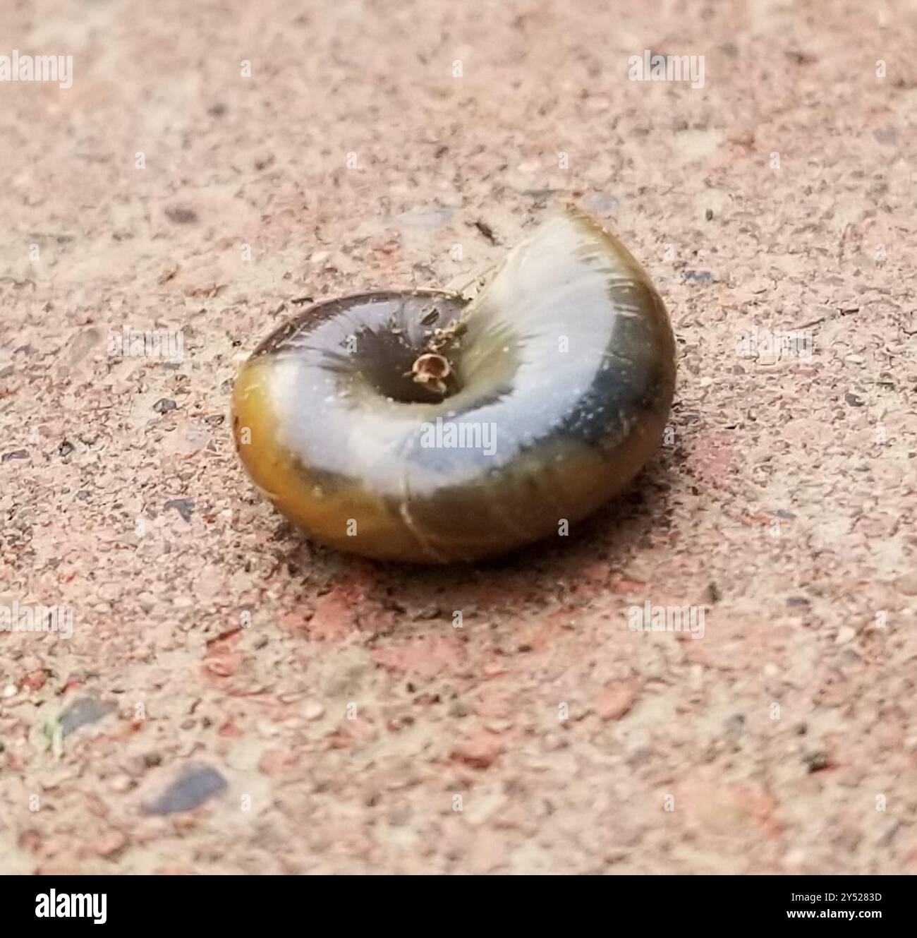 Typical Glass Snails (Oxychilus) Mollusca Stock Photo - Alamy