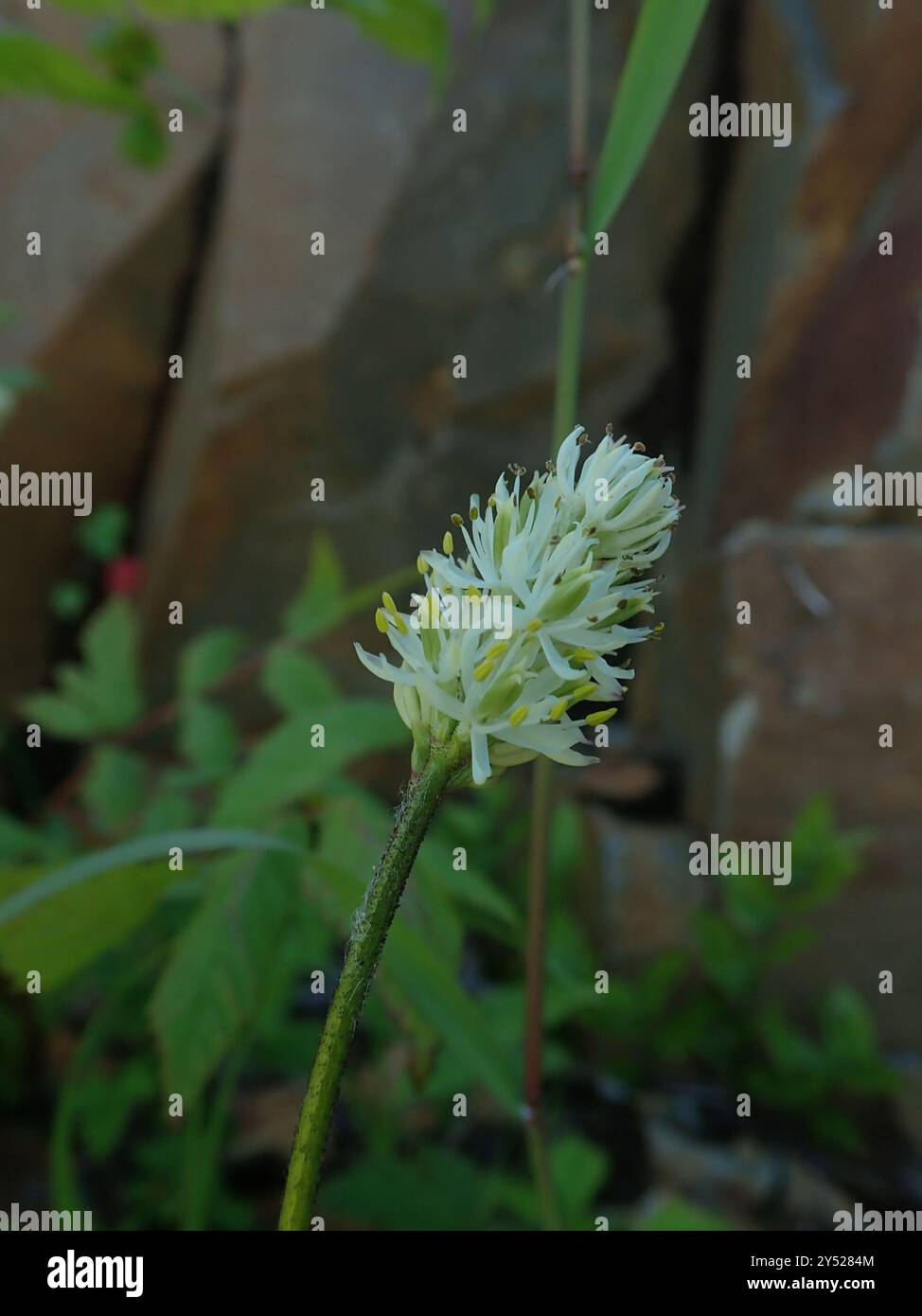 Sticky False Asphodel (Triantha glutinosa) Plantae Stock Photo - Alamy