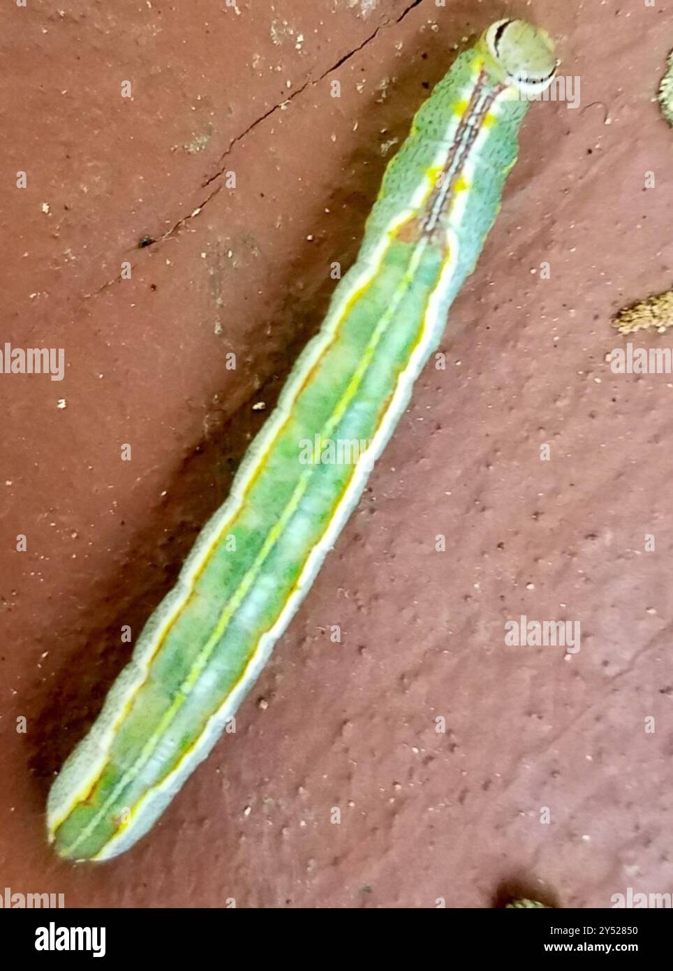 Variable Oakleaf Caterpillar Moth (Lochmaeus manteo) Insecta Stock ...