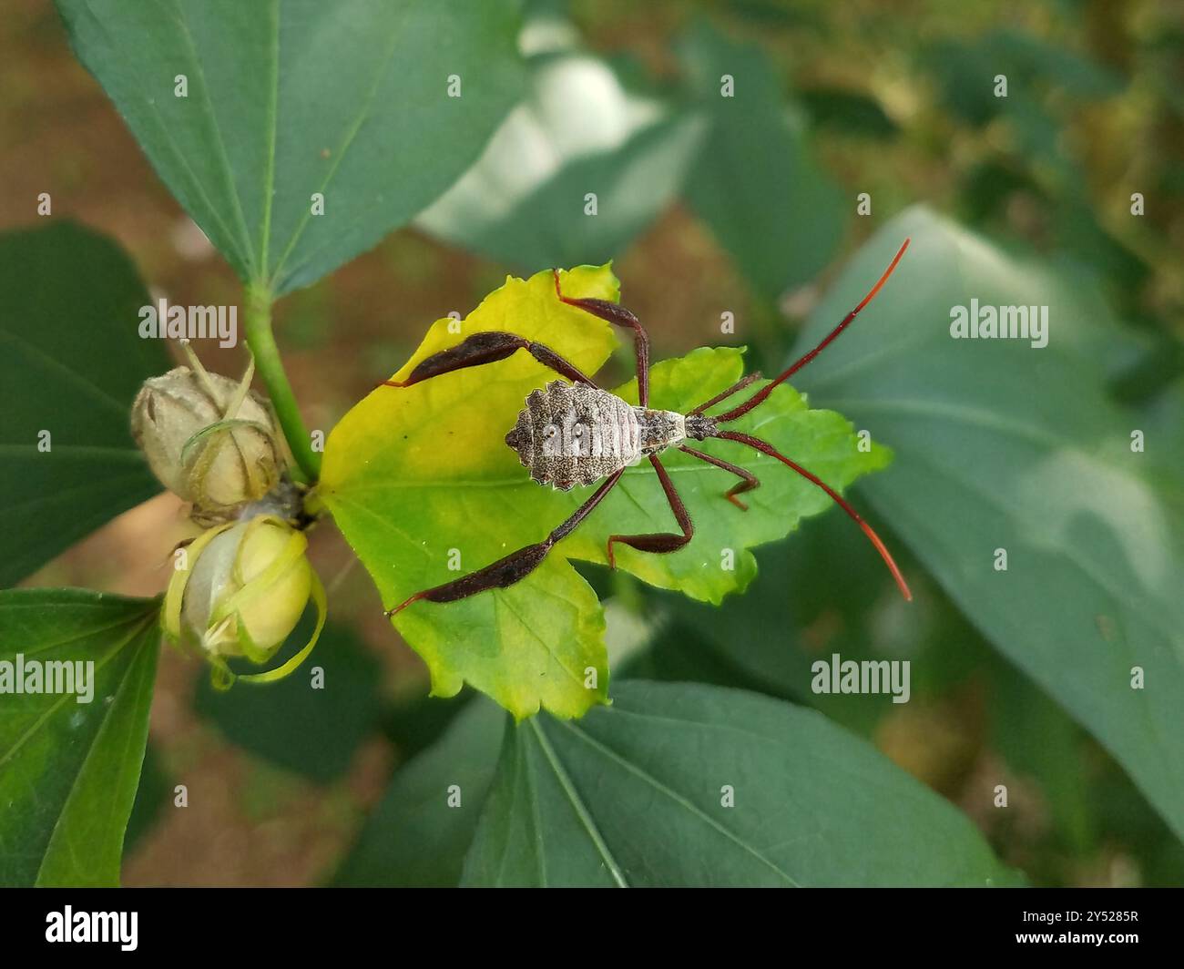 Giant leaf-footed bug (Acanthocephala declivis) Insecta Stock Photo - Alamy