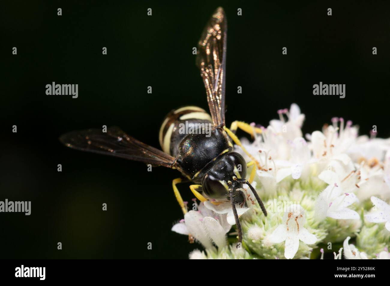 Four-banded Stink Bug Wasp (Bicyrtes quadrifasciatus) Insecta Stock ...