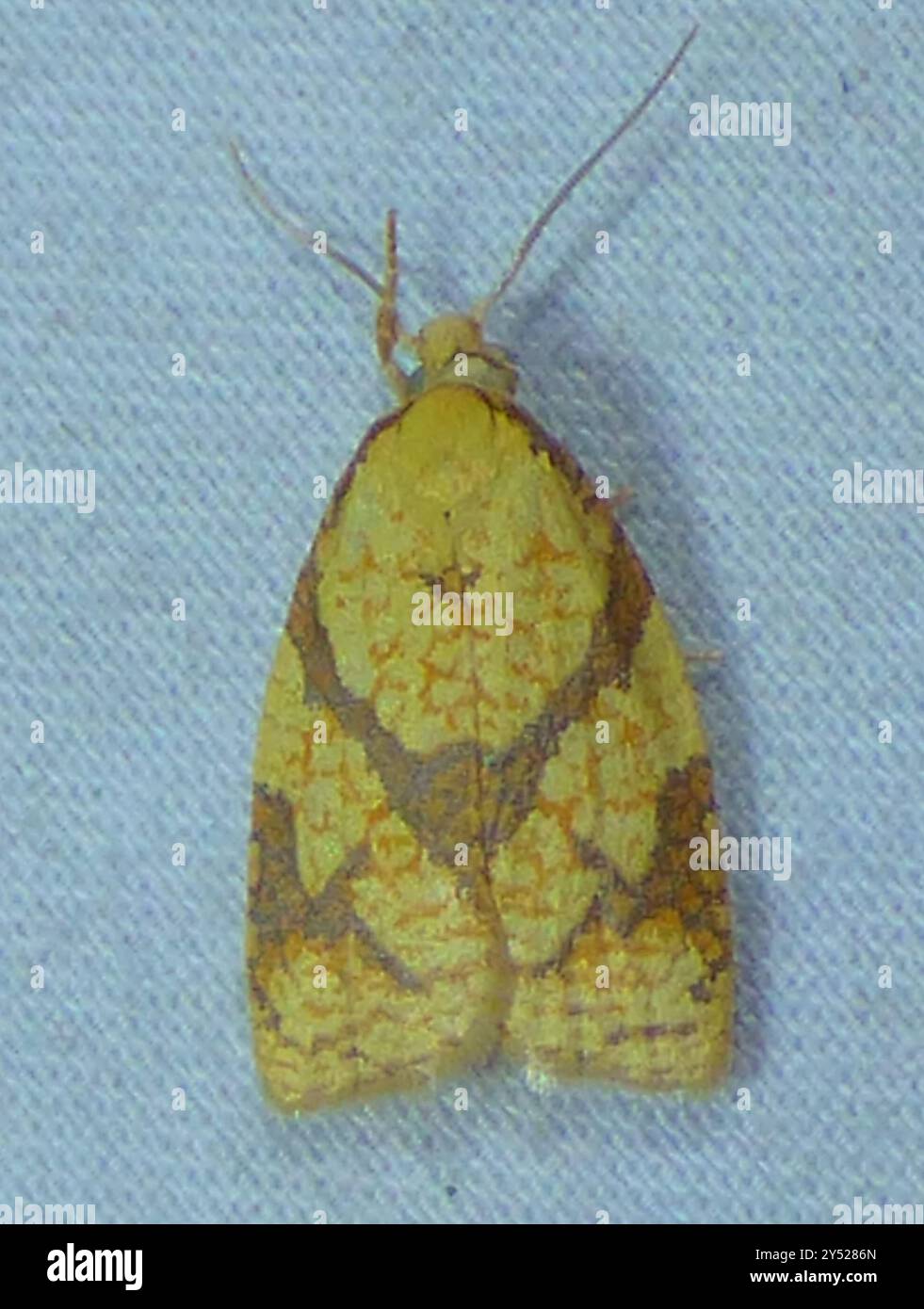 Reticulated Fruitworm Moth (Cenopis reticulatana) Insecta Stock Photo ...