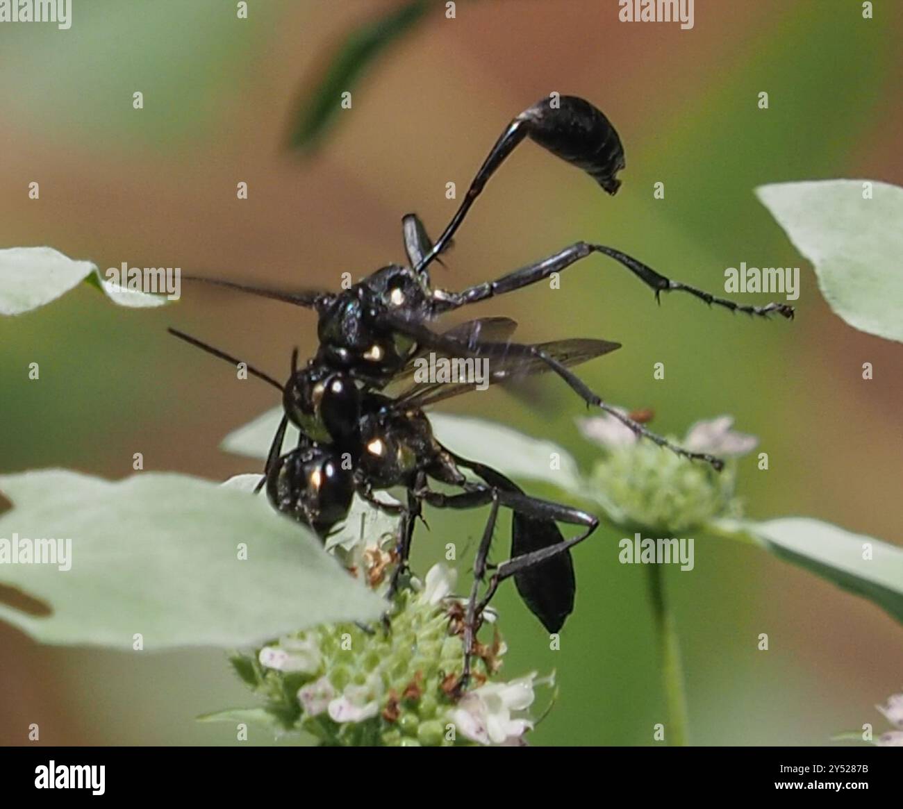 Gold-marked Thread-waisted Wasp (Eremnophila aureonotata) Insecta Stock ...