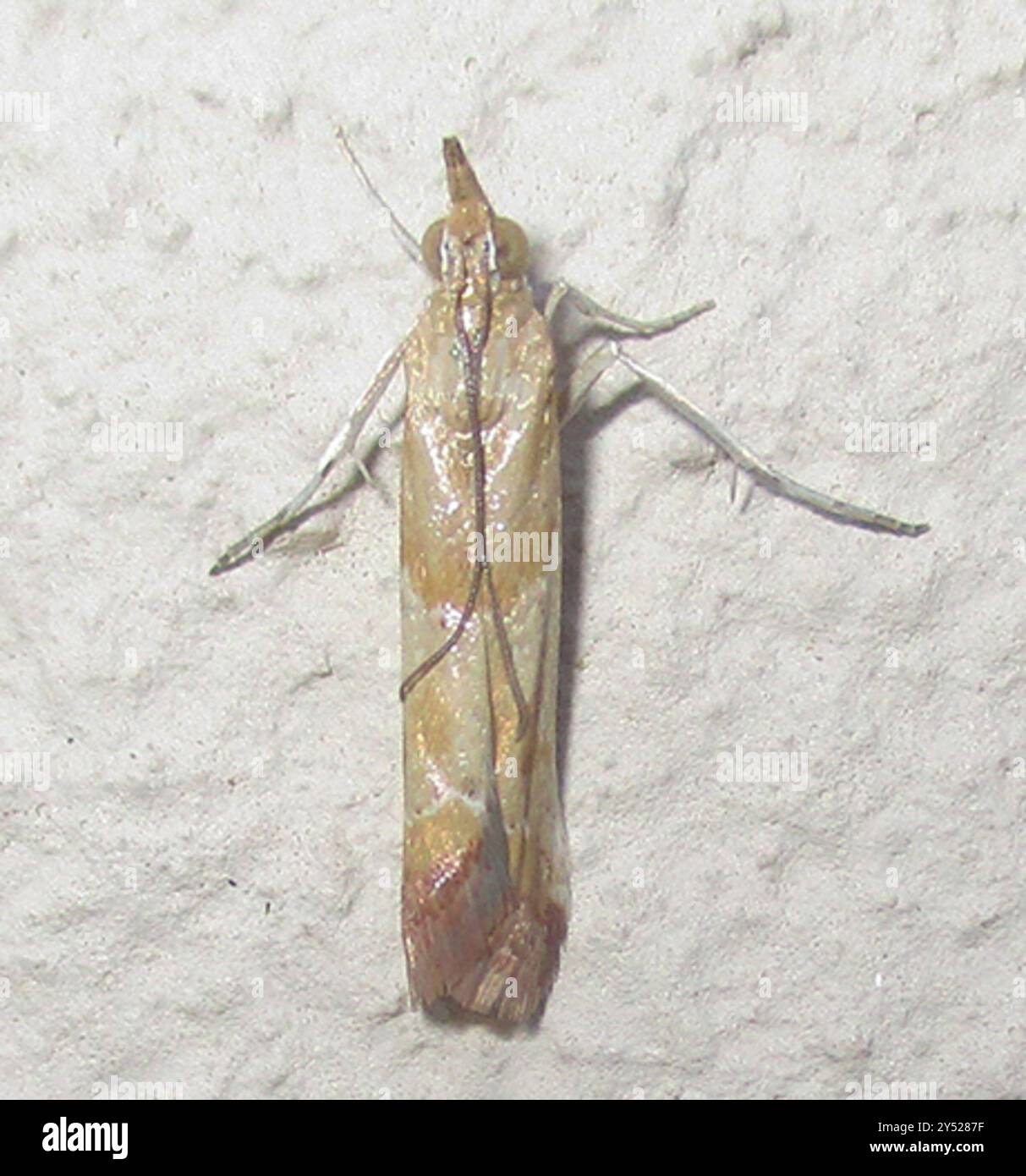 Knot-horn Moths (Phycitinae) Insecta Stock Photo - Alamy