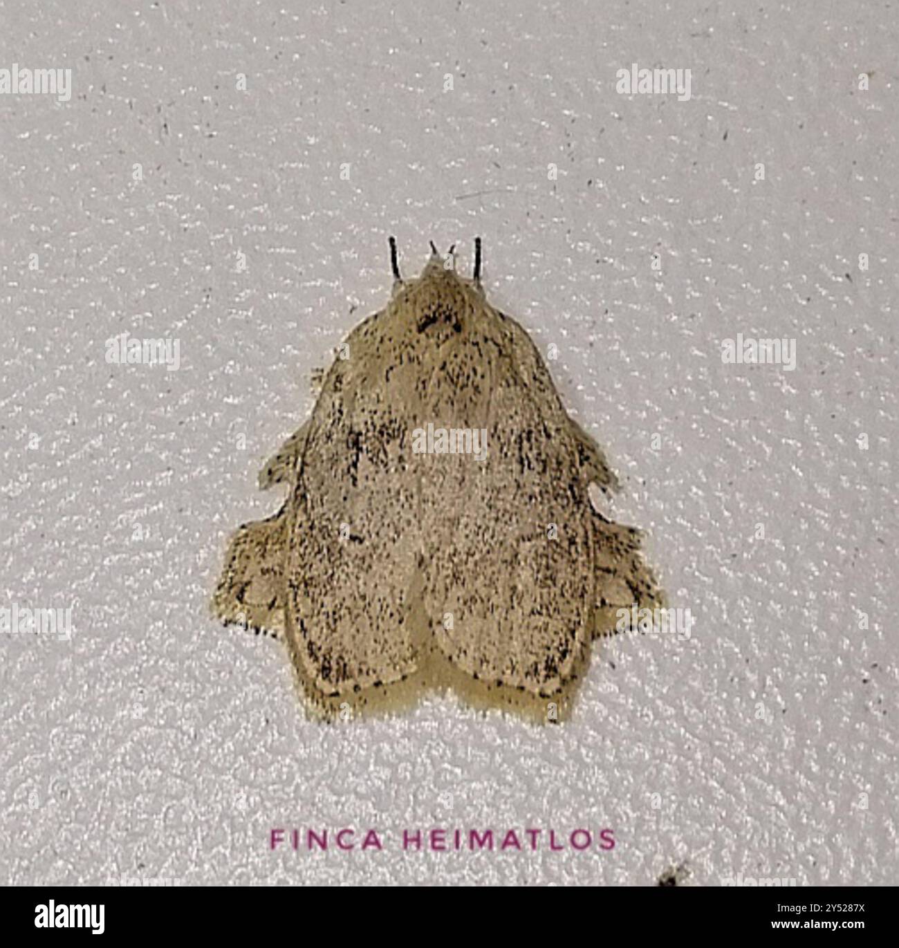 Flat-bodied moths (Depressariidae) Insecta Stock Photo - Alamy