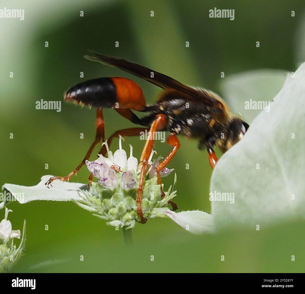 Great Golden Digger Wasp (Sphex ichneumoneus) Insecta Stock Photo - Alamy
