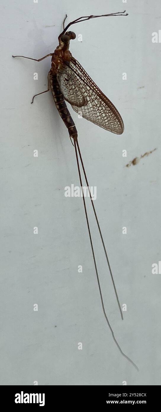 Mayflies (Ephemeroptera) Insecta Stock Photo - Alamy