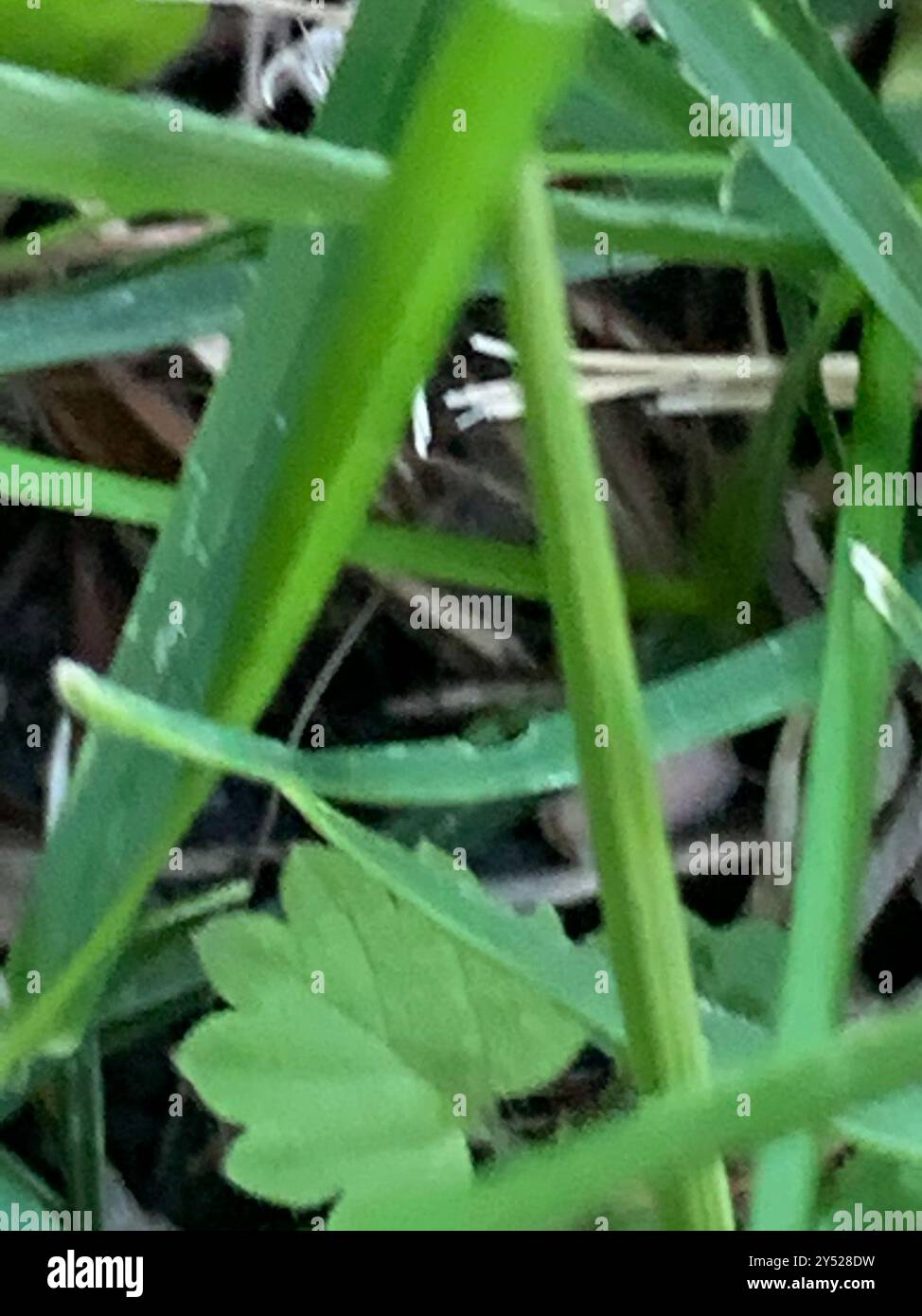 vascular plants (Tracheophyta) Plantae Stock Photo - Alamy