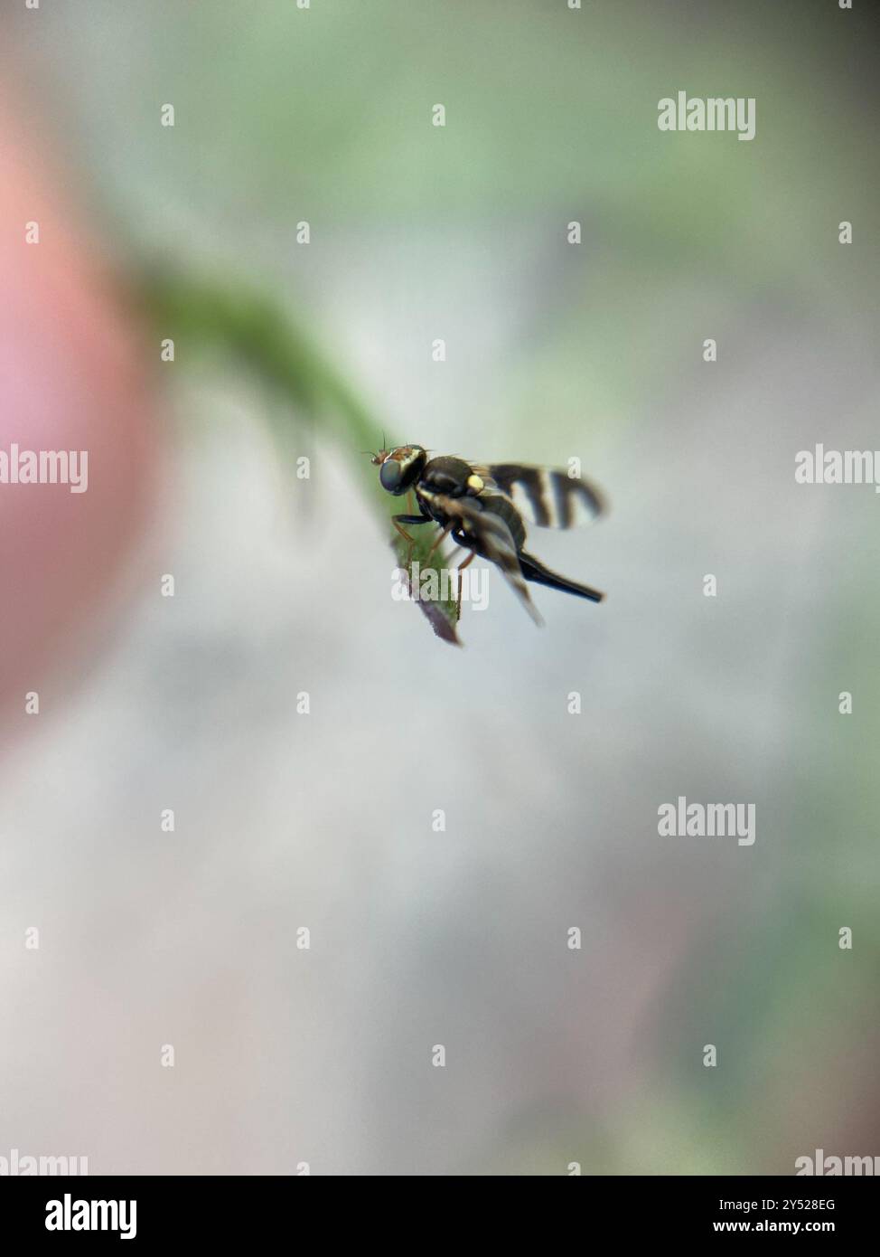 Four-barred Knapweed Gall Fly (Urophora quadrifasciata) Insecta Stock ...