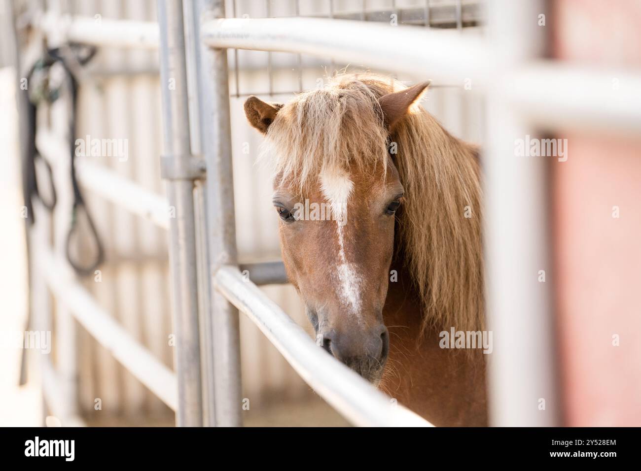 Miniture horse looking through the stall Stock Photo - Alamy