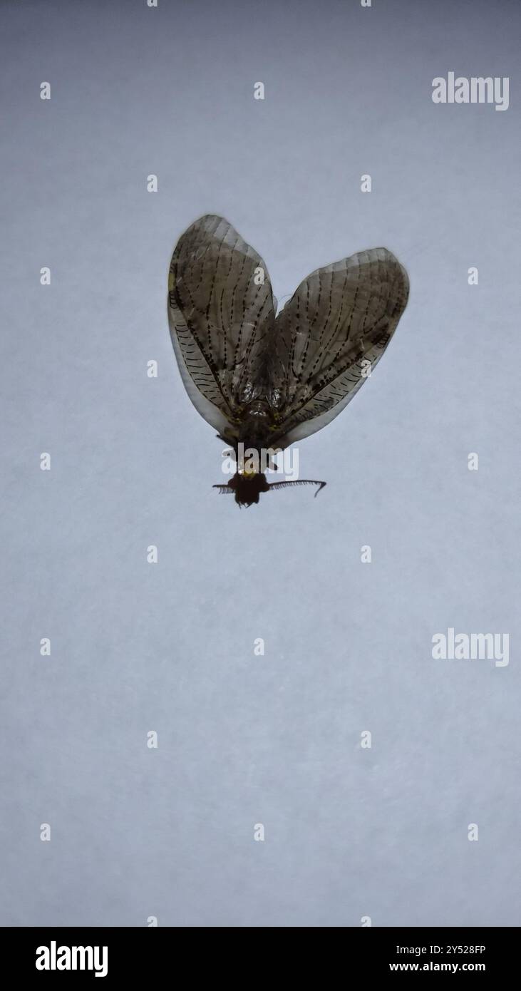 Summer Fishfly (Chauliodes pectinicornis) Insecta Stock Photo - Alamy