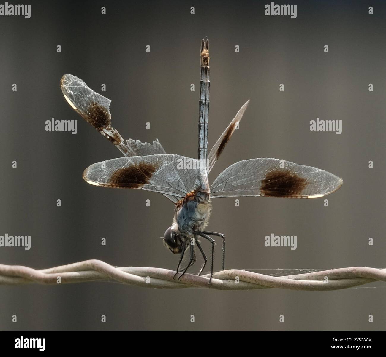 Four-spotted Pennant (Brachymesia gravida) Insecta Stock Photo - Alamy