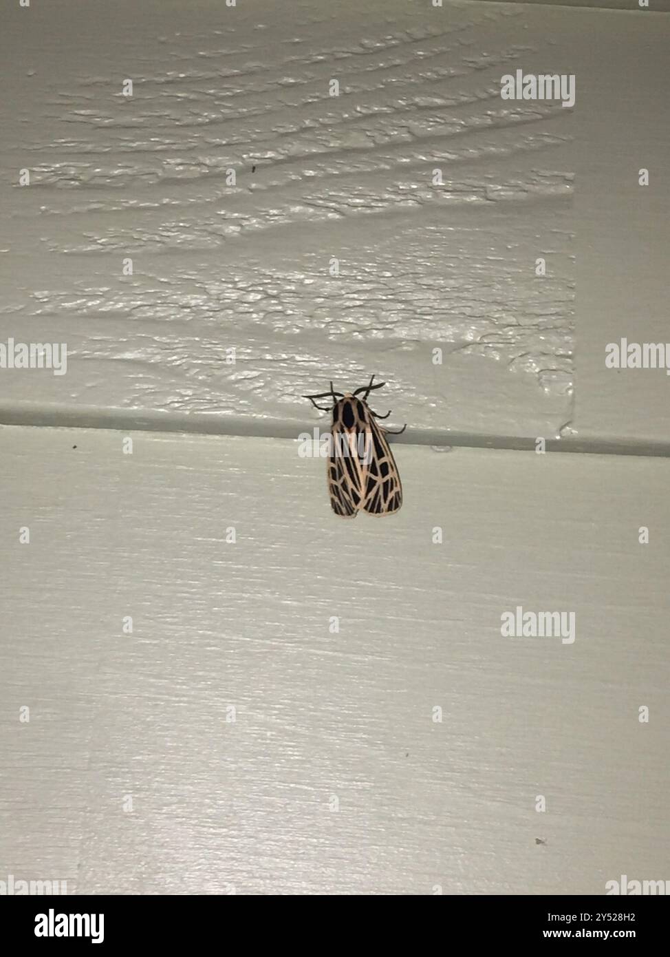 Virgin Tiger Moth (Apantesis virgo) Insecta Stock Photo - Alamy