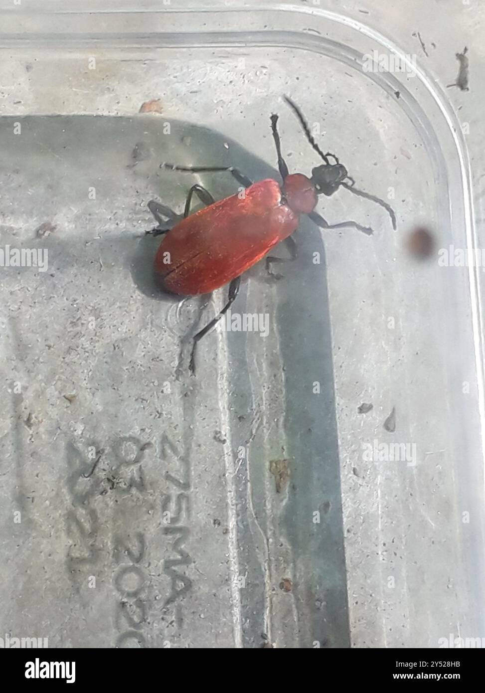 Black-headed Cardinal Beetle (Pyrochroa coccinea) Insecta Stock Photo ...