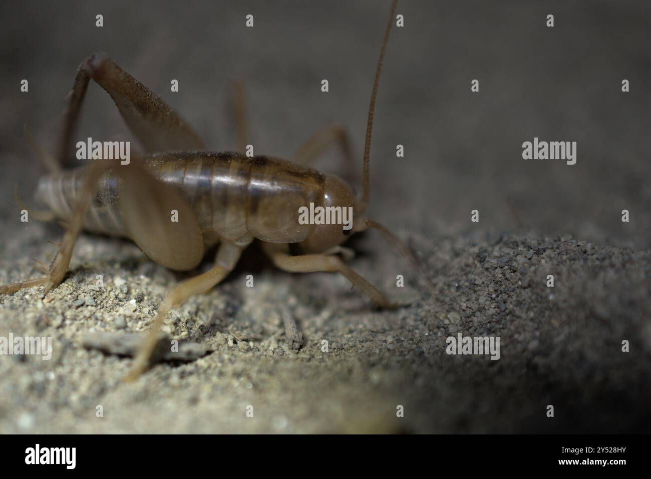 Camel Crickets, Cave Crickets, and Cave Wēta (Rhaphidophoridae) Insecta ...