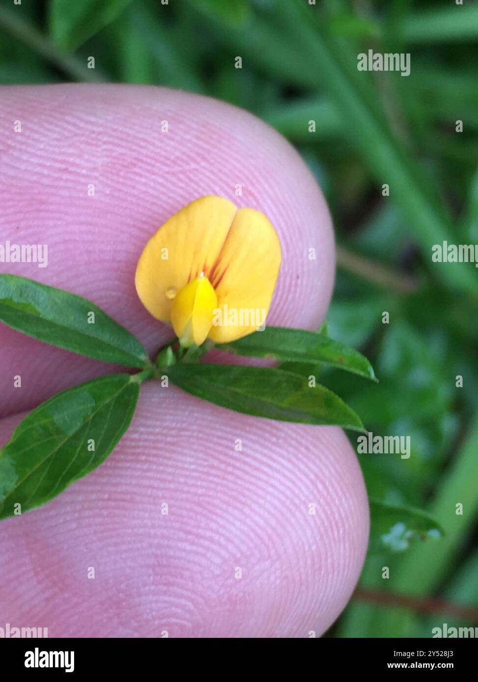 sidebeak pencilflower (Stylosanthes biflora) Plantae Stock Photo - Alamy