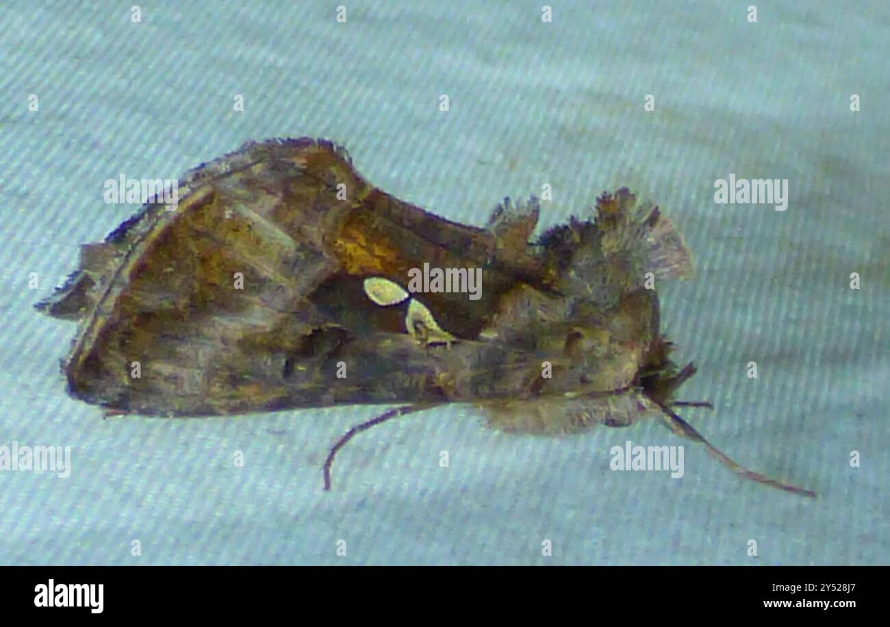 Common Looper Moth (Autographa precationis) Insecta Stock Photo - Alamy
