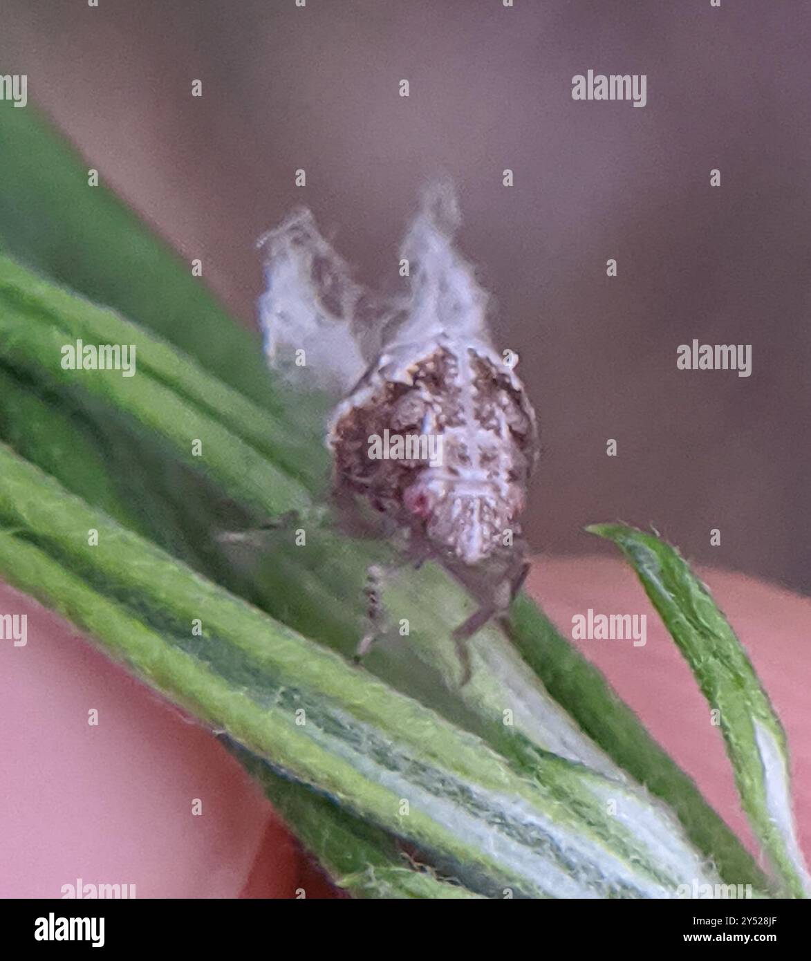 Two-striped Planthopper (Acanalonia bivittata) Insecta Stock Photo - Alamy