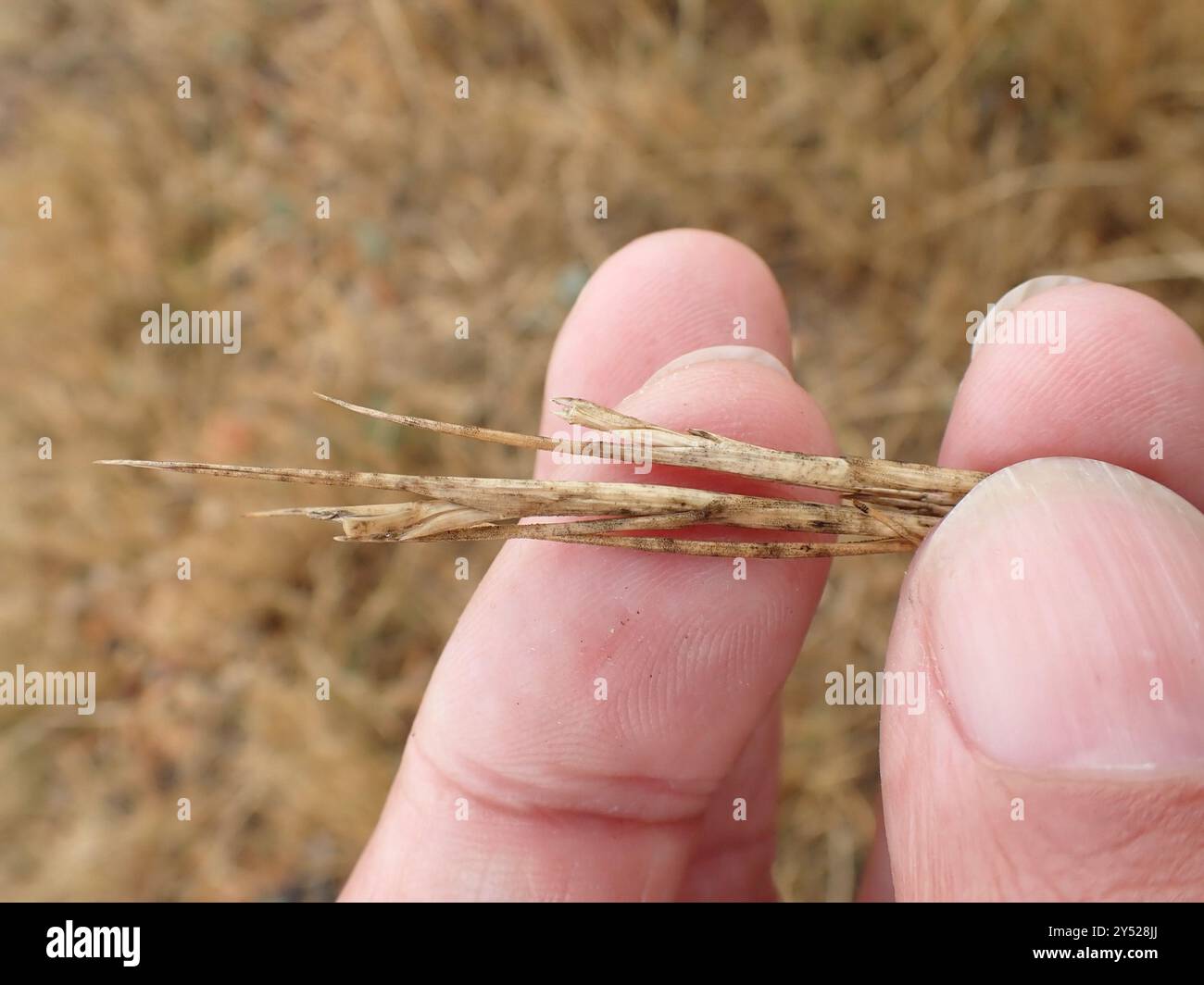 Hard-grass (Parapholis strigosa) Plantae Stock Photo - Alamy