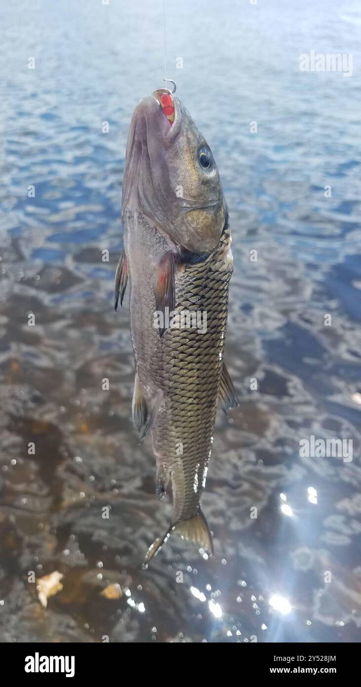 Fallfish (Semotilus corporalis) Actinopterygii Stock Photo - Alamy