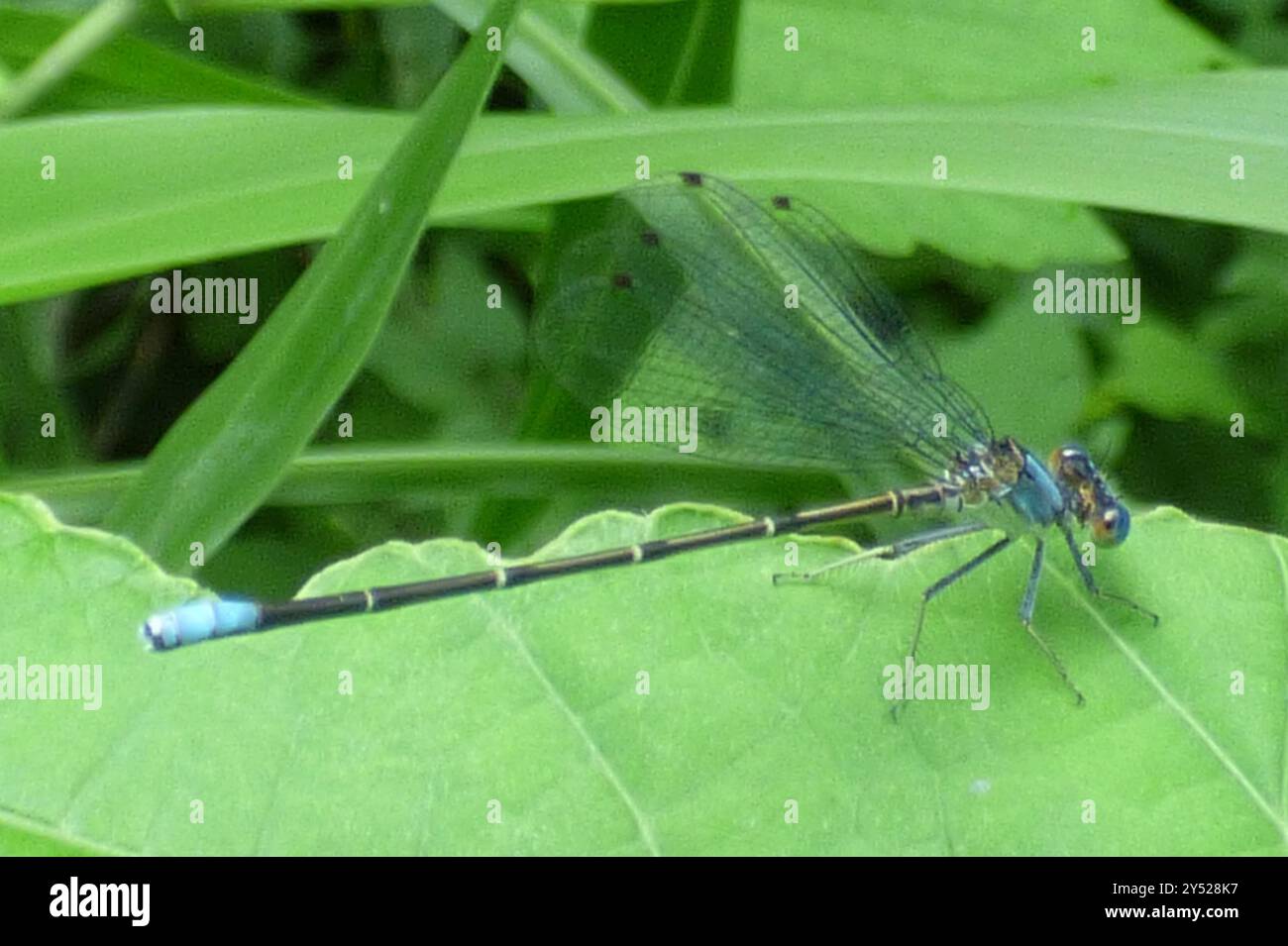 Blue-fronted Dancer (Argia apicalis) Insecta Stock Photo - Alamy
