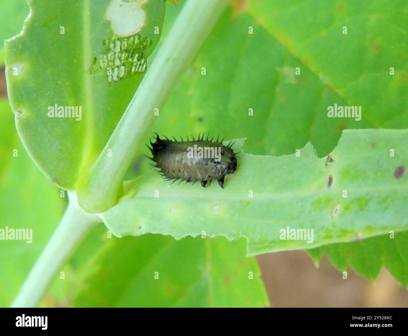 Shiny Tortoise Beetles (Cassida) Insecta Stock Photo - Alamy