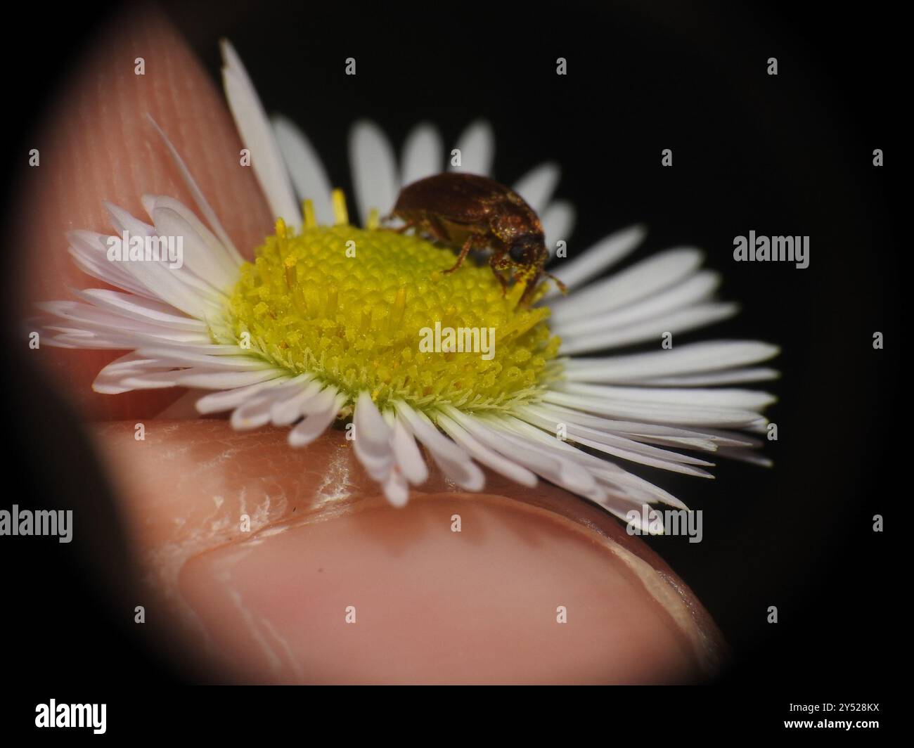 Raspberry Fruitworm Beetle (Byturus unicolor) Insecta Stock Photo - Alamy