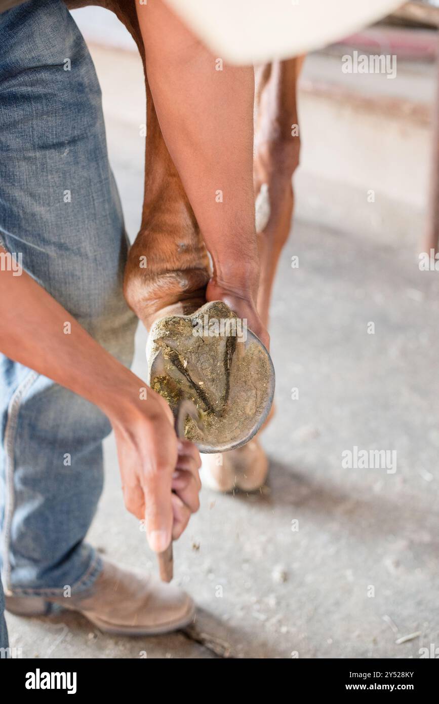 Picking up a hoof hi-res stock photography and images - Alamy