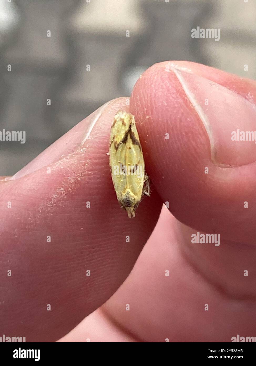 Common Yellow Conch (Agapeta hamana) Insecta Stock Photo - Alamy